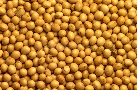 Soybean Grain In Natura Ready To Be Processed In The Industry Stock