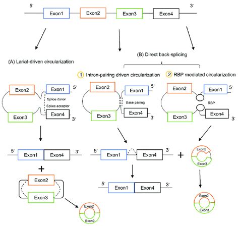 Biogenesis Of CircRNA A Canonical Splicing Occurs First Exon