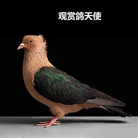鸽鸽子 鸽子 鸽子窝 第8页 大山谷图库