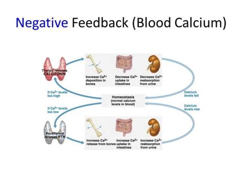 Introduction To Systemic Physiology Lecture One Ppt