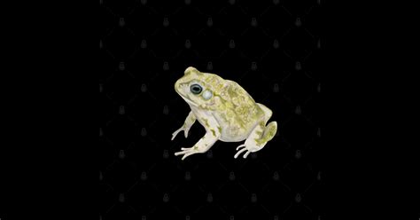 Common African Toad Reptiles And Amphibians Bufo Regularis