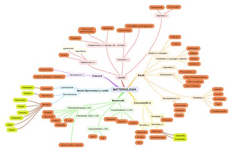 Classificazione Batteri Schemi E Mappe Concettuali Di Microbiologia
