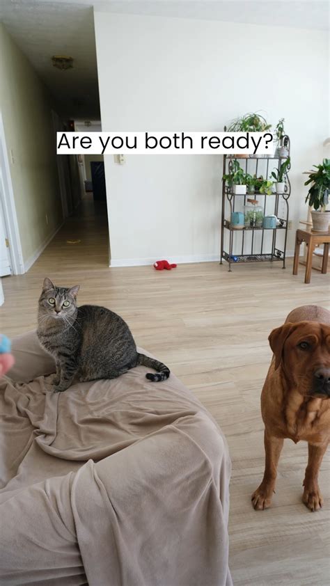 ruby the labrador ruby the labrador instagram photos and videos