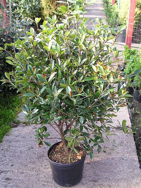 Cleyera Japonica Sakaki Siteone