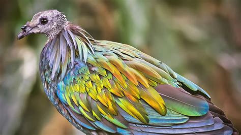 虹色に輝く鳥「ミノバト」。日本の動物園でも見れる！ 美しい鳥 珍しいペット 動物園
