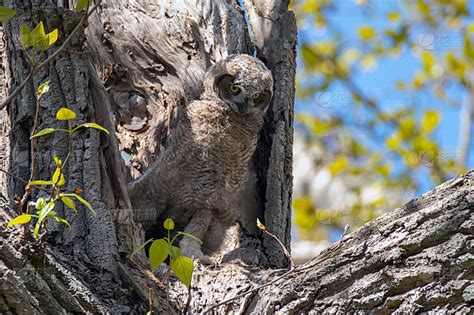 窝里的大角猫头鹰宝宝