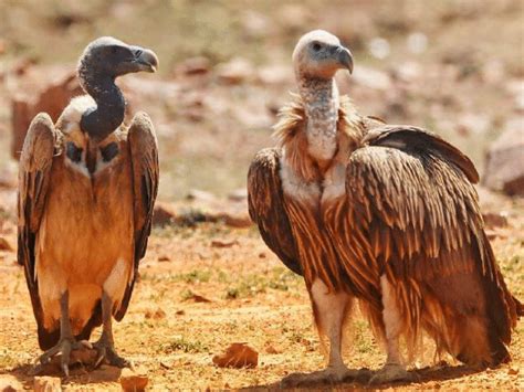 More Than 12 Thousand Vultures In Tiger Cheetah State Mp टाइगर चीता