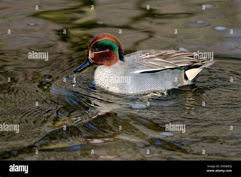 Common Teal Common Teals Stock Photo Alamy