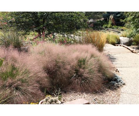 Colorado Springs Utilities Xeriscaping Undaunted Ruby Muhly