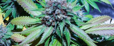 Cannabis Sex Testing Gender Detection Nova Analytic Labs