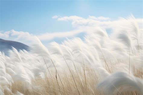 Premium Photo Dry Reeds Fluffy Grass On A Meadow In The Sun Abstract