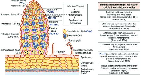 1 Diagrammatic Representation Of The Mature Indeterminate Medicago Download Scientific Diagram