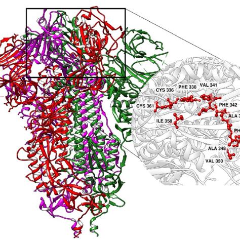 3d Structure Of 6x6p Spike Protein Trimeric Structure With Chain A