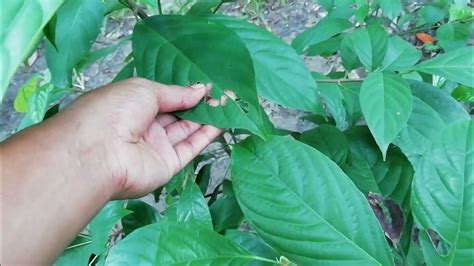 বর্ষার শুরুতে গাছের গোড়ায় সার দেয়ার ১ মাস পরে লটকন গাছের চমক দেখুন