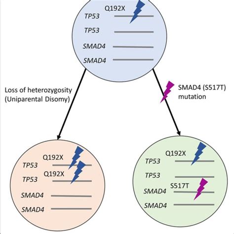Hypothetical Clonal Evolution In This Case Founder Clone Developed