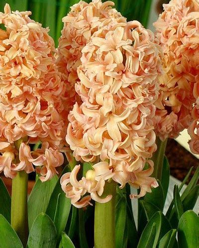 Гиацинт Hyacinthus Gipsy Queen - купить саженцы в интернет-магазине