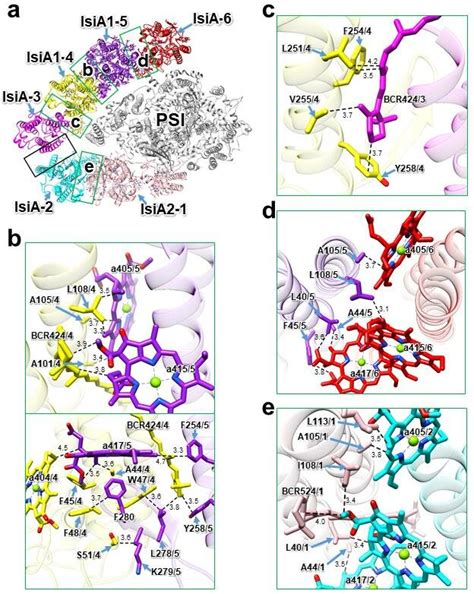 Interactions Among The Isia Subunits A The Structure Of Psi Isia