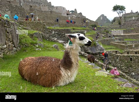 Llama Lama Glama Sitting At The Lost City Of The Incas Machu Picchu