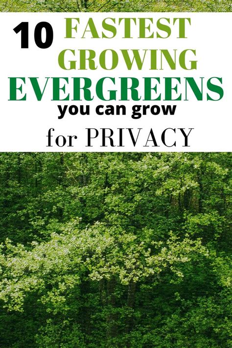 10 Fast Growing Evergreen Trees For Privacy ~ Garden Down South Fast
