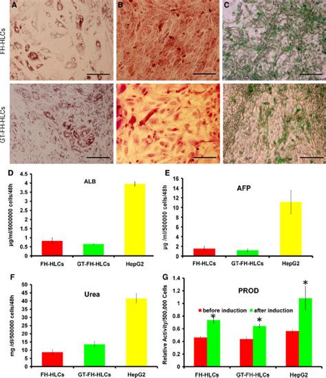 Hepatocyte Specific Functional Assays Qualitative Functions Of The