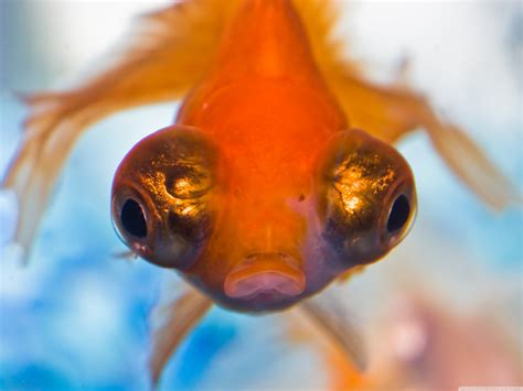 Рыбка с выпученными глазами 74 фото