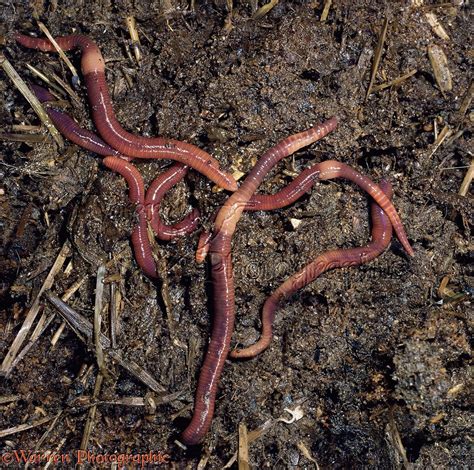 Is An Earthworm Considered An Insect At Charles Radford Blog