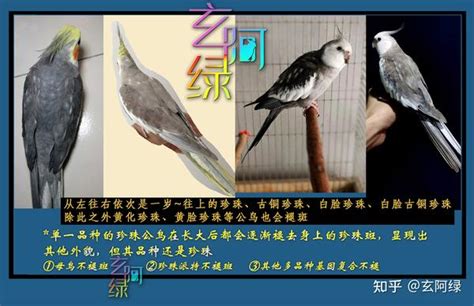 玄凤鹦鹉全品种图 知乎