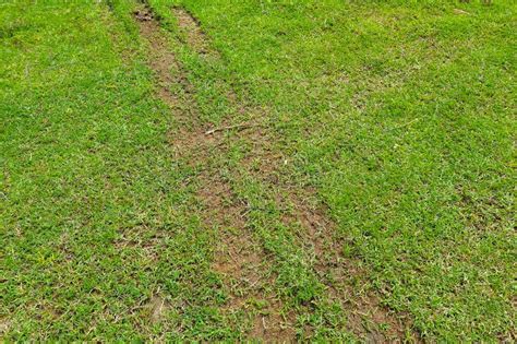 The Texture Of The Green Grass Leaves Looks Neat Stock Image Image Of