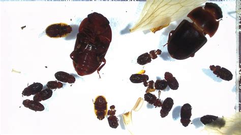 Insect Classification Preserve Ar New Object Detection Dataset By Cfs