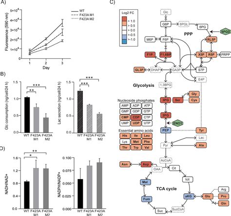 Mutation Of Apim In Eno1 Reduces Cell Growth And Alters Carbon Flux And