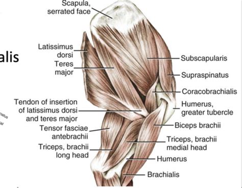 Intrinsic Muscles Of The Thoracic Limb Medial Scapula And Shoulder Flashcards Quizlet