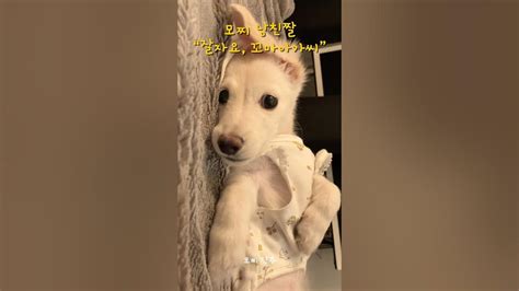 모찌 남친짤 “잘자요 꼬마 아가씨” Youtube