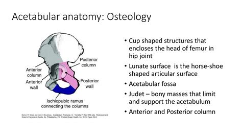 Acetabulum Fractures Anatomy Radiological Evaluation Classification