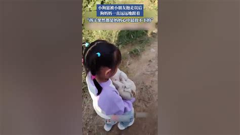 小狗崽被小朋友抱走以后，狗妈妈一直远远地跟着，“孩子果然都是妈妈心中最放不下的”感动 萌宠 可爱 亲情 Youtube