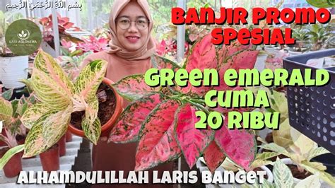 Obral Aglonema Murah Tanian Sendiri Cocok Buat Pemula Part Youtube