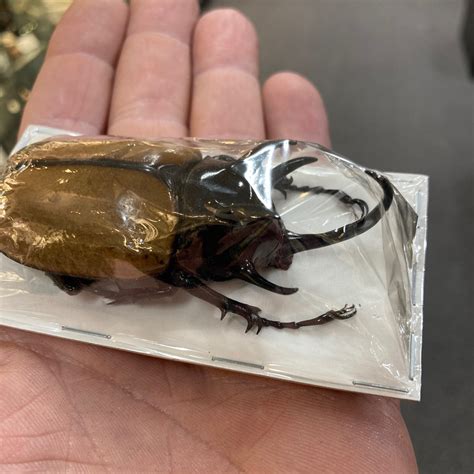 Largest Rhinoceros Beetle