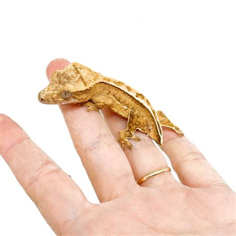 Geckos à Crête Correlophus Ciliatus Bebesaurus