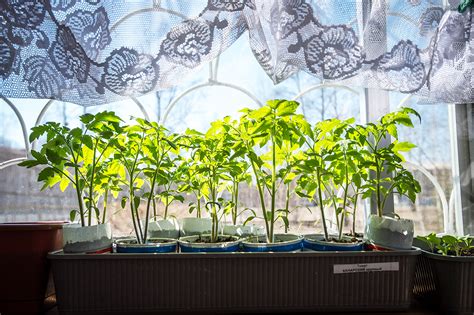 Посевной календарь огородника на 2025 год когда лучше сеять рассаду — Амурская правда новости