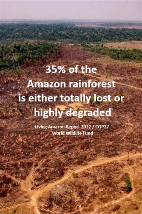 Amazon Rainforest Crisis Report At Cop27 Rainforest Deforestation