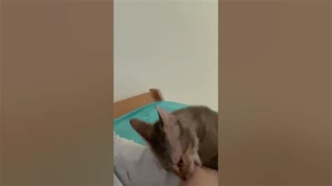 Кошка любит нюхать мои подмышки Youtube