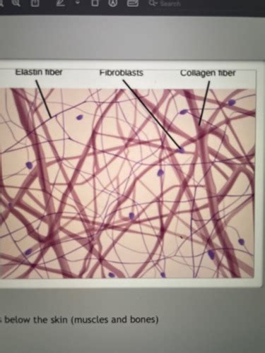Bio 210 Lecture 3 Connective Ct Flashcards Quizlet