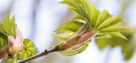 Sycamore Buds Archives Country Garden Uk