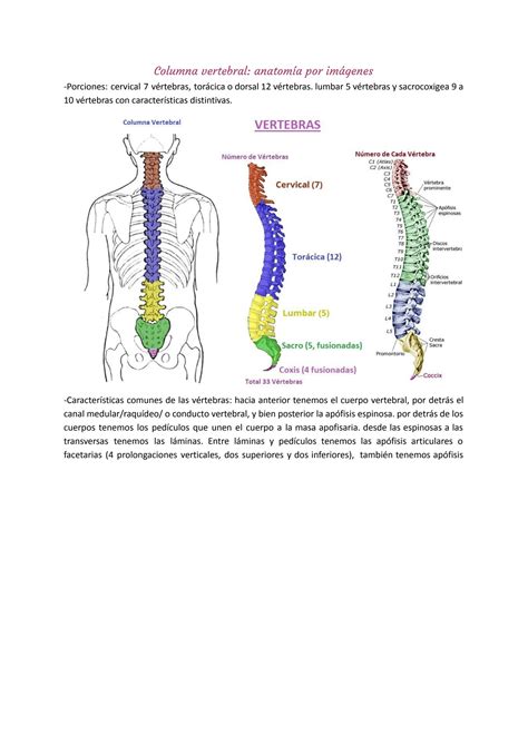 SOLUTION Anatomia Por Imagenes De Columna Vertebral Studypool