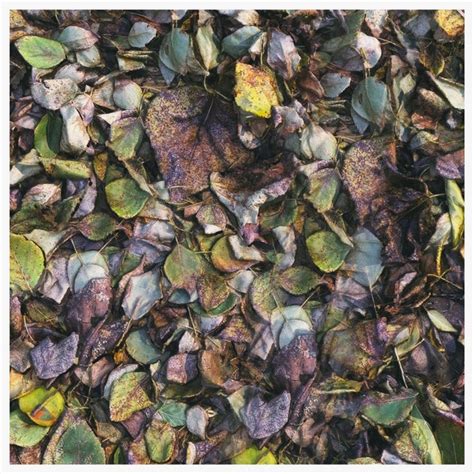 3d Autumn Foliage Material 01 Turbosquid 1966491