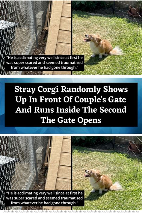 Stray Corgi Randomly Shows Up In Front Of Couple S Gate And Runs Inside The Second The Gate