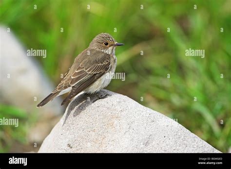 Spotted Flycatcher Muscicapa Striata Stock Photo Alamy
