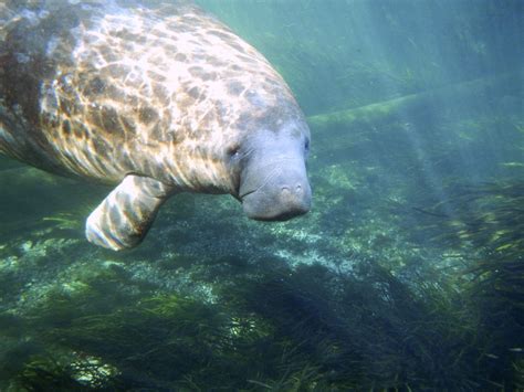 New Science On Same Sex Behavior In Wildlife The National Wildlife