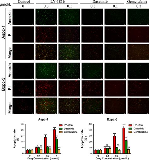 Ly‐1816 Induced Apoptosis In Aspc‐1 And Bxpc‐3 Cells Aspc‐1 And Bxpc‐3