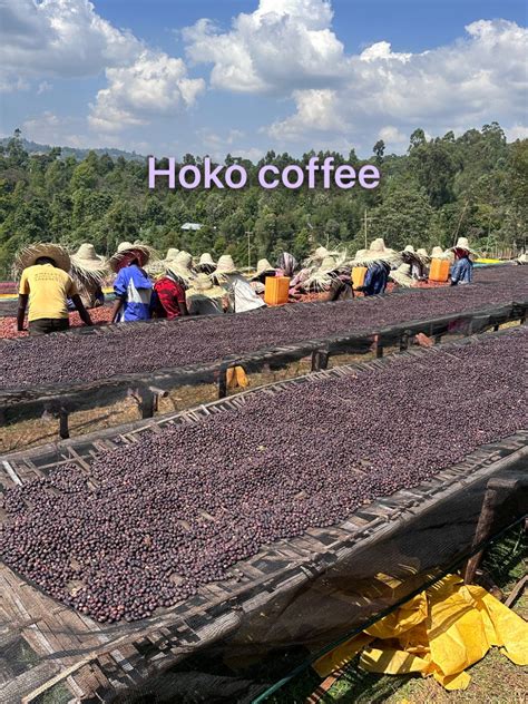 Takele Dukamo On Linkedin Hoko Coffee ☕️