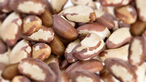 Babassu Plant Oil Curlyellie